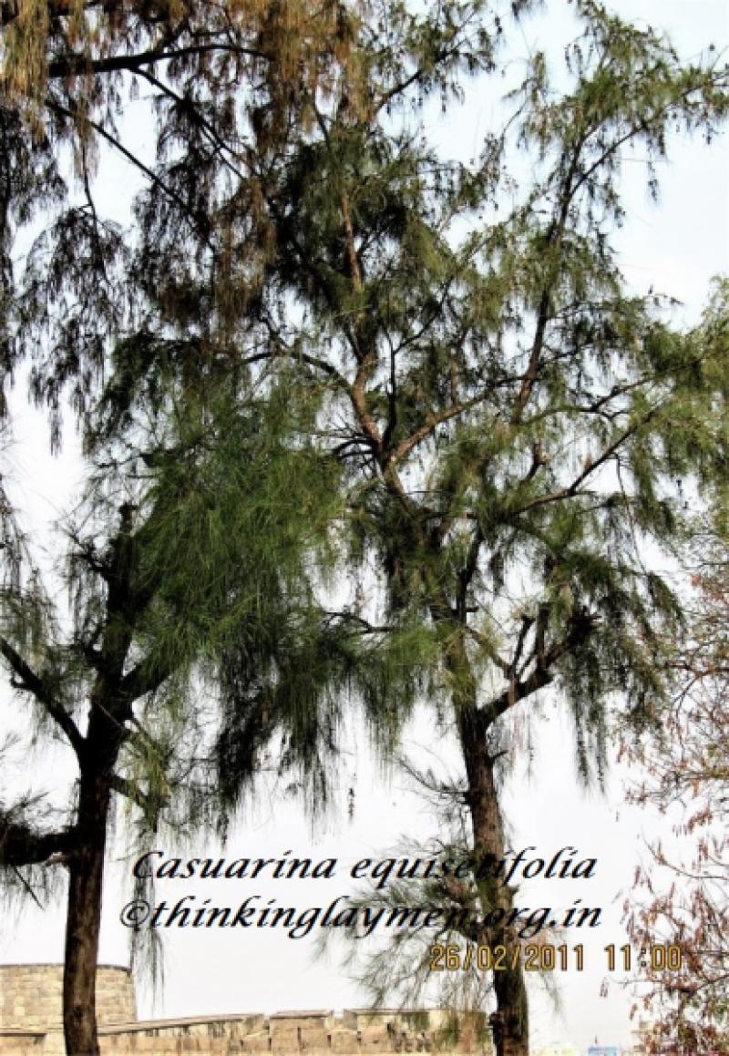 Medicinal Plant Details Medicinal Plant Details